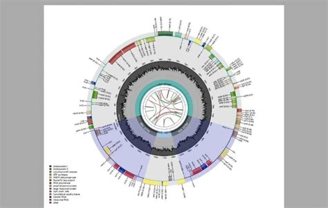 植物线粒体与叶绿体基因组分析全攻略