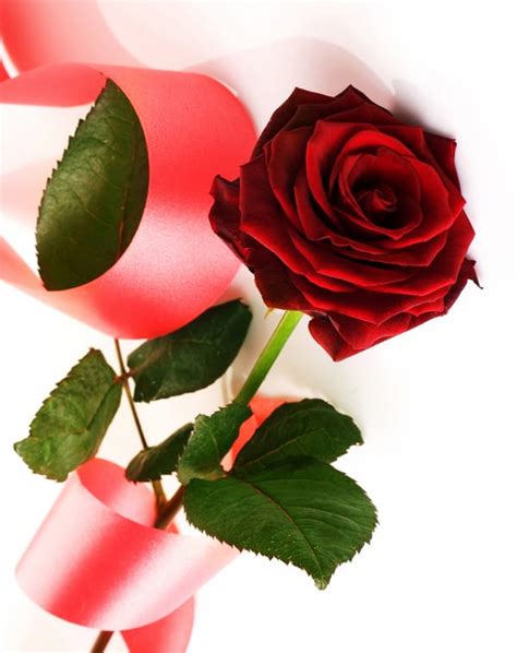 Обои на рабочий стол Красная роза с розовой лентой на белом фоне