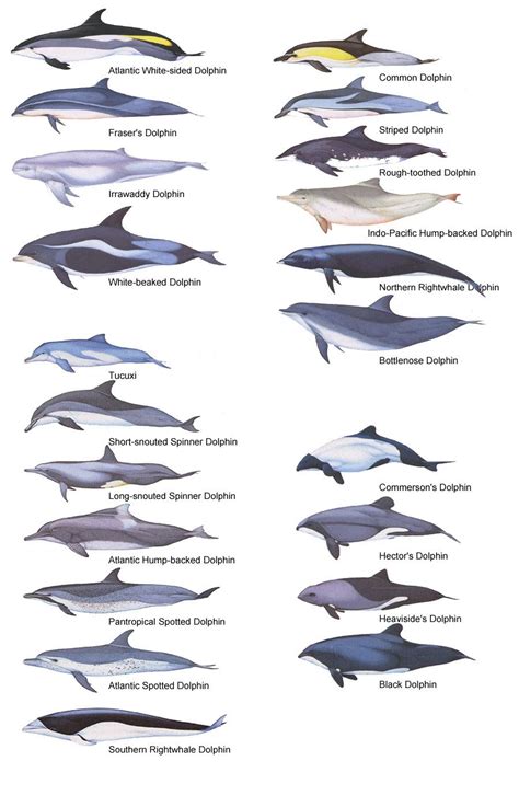 Pin On Animals Types Of Sharks Dolphins Marine Animals
