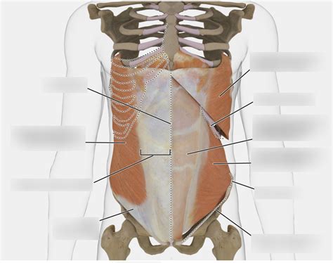 Lab Exam 3 Axial Skeleton Diagram 23 Diagram Quizlet