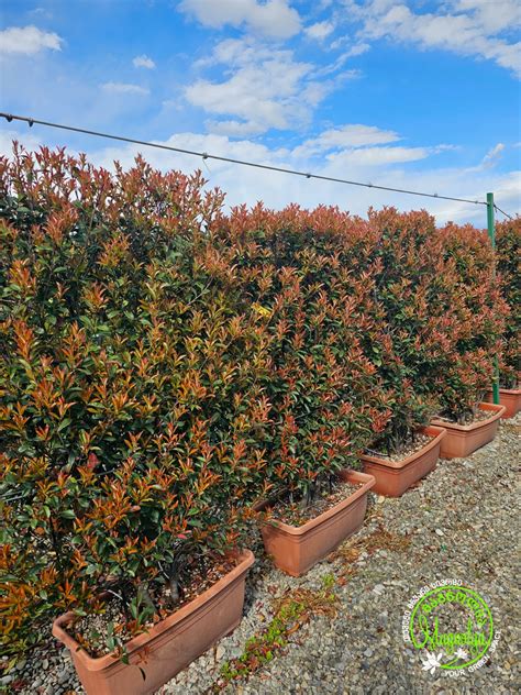 მაგნოლია 🔥 და მაინც ყველაზე მეტად გაზაფხული ფოტინიას უხარია 🔥 ელვარებს და ბრდღვიალებს