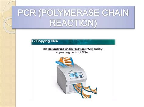 Pcr Polymerase Chain Reaction Ppt