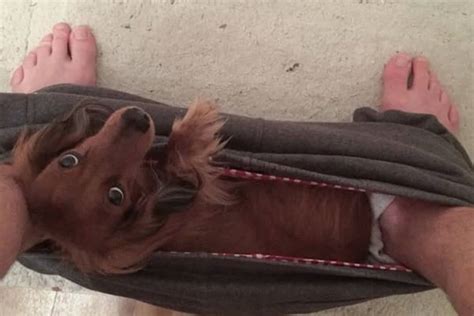 화장실에서 볼일 보는 집사의 바지 안에 들어가서 빤히 쳐다보는 강아지