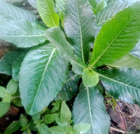 Fresh Green Grass Leaves On The Ground In The Backyard Of The House