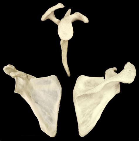 Scapula Test 2 Diagram Quizlet