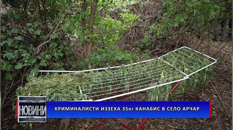 Криминалисти иззеха 35 кг канабис в село Арчар Двама младежи са обвинени за побой над мъж в