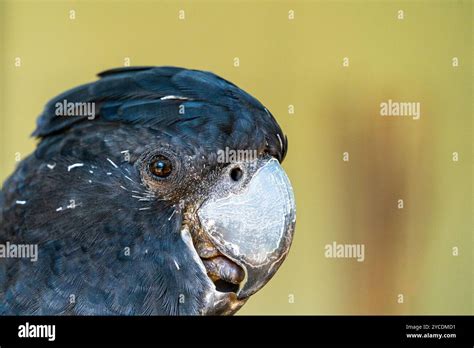 Closeup Of Face And Beak Of Yellow Tailed Black Cockatoo