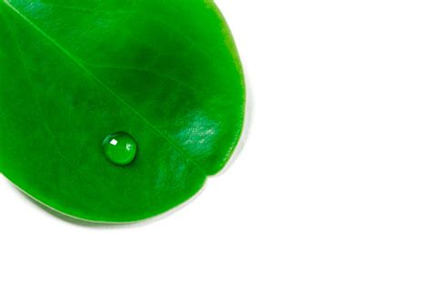 녹색 잎 매크로에 투명 한 비 물의 큰 아름 다운 방울 햇볕에 빛나는 아침에이 슬 방울 자연의 아름 다운 잎 질감 꽃집 주인에