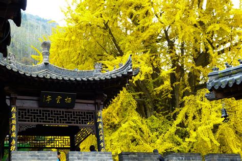 银杏 古禅寺 终南山下 中关村在线摄影论坛