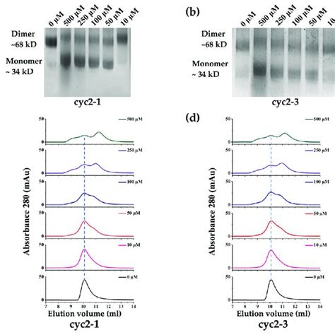 The Monomer Dimer Equilibrium Of Sphgdh In The Presence Of Peptides Download Scientific