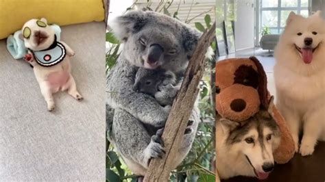 Самые Cмешные Животные 🐱🐶 Приколы С Котами И Собаками 2022 Котопёсики 1 Youtube