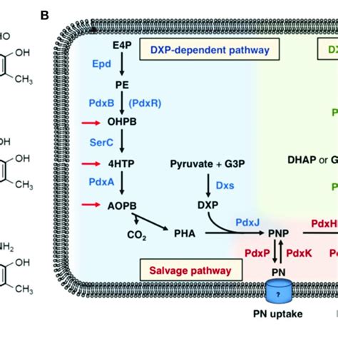 Pdf A Survey Of Pyridoxal 5′ Phosphate Dependent Proteins In The Gram Positive Model Bacterium