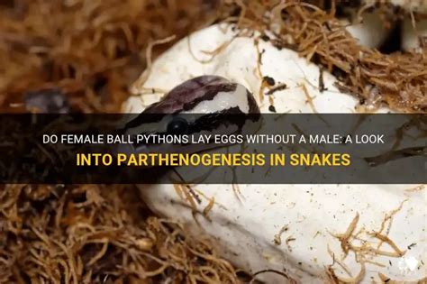 Do Female Ball Pythons Lay Eggs Without A Male A Look Into