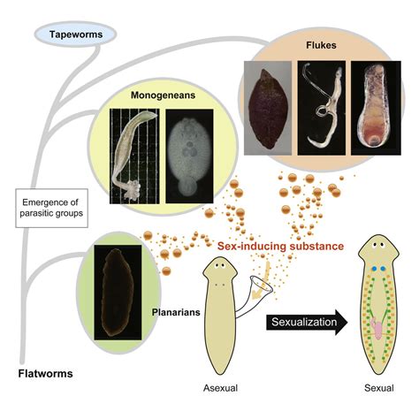 Sex Inducing Effects Toward Planarians Widely Present Among Parasitic
