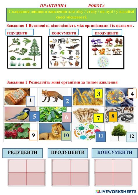 Практична робота Складання ланцюгів живлення Live Worksheets