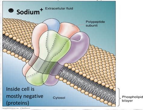 Lecture Ion Channels Flashcards Quizlet