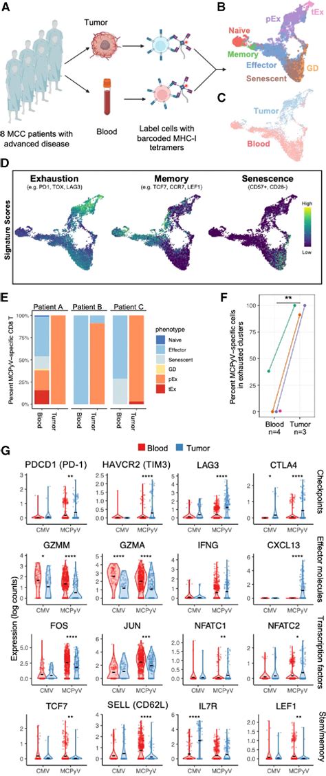 Figure 1 From Circulating Cancer Specific Cd8 T Cell Frequency Is Associated With Response To Pd