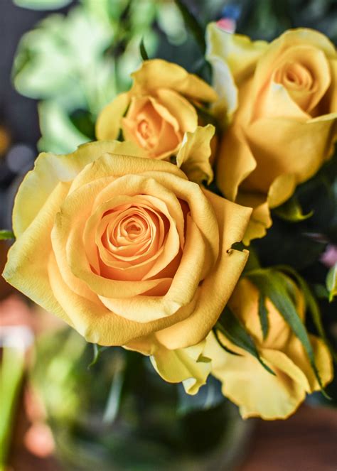 무료 이미지 장미 꽃 기념일 로맨스 선물 꽃잎 낭만적 인 지독한 꽃 무늬의 파스텔 봄 자연 장식 배경