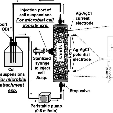 Schematic Diagram Showing The Setup Of The Experimental Columns Used