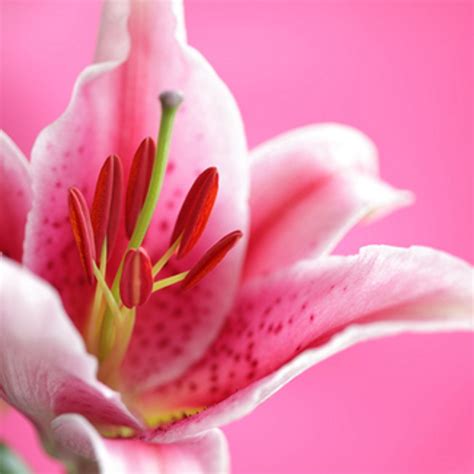 Stargazer Lily Peach
