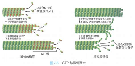 细胞生物学 细胞骨架 蛋白质 纤维 中心