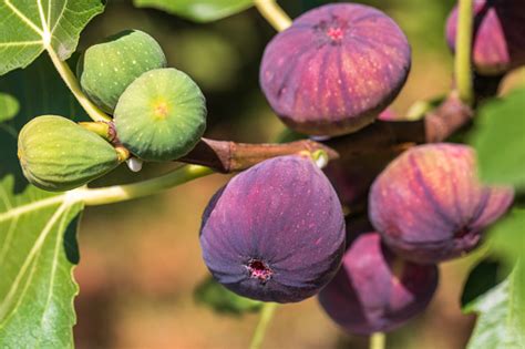 나뭇가지에 과일 근접 촬영 생 달콤한 무화과 유기농 식품 선택적 초점 흐린 0명에 대한 스톡 사진 및 기타 이미지 0명 건강한 식생활 과일 Istock