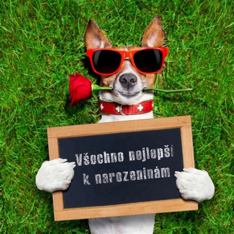 V Echno Nejlep K Narozenin M Obr Zky Kr Sn Ch Pohlednic