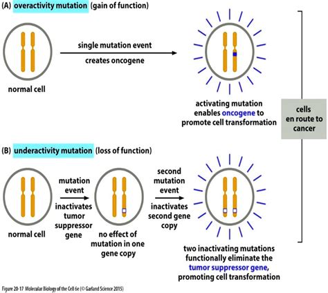 Types Of Mutations Biology Notes Online