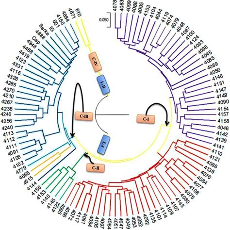 Phylogenetic Trees Of Pakistani Barley Selected Genotypes Based On 32 Download Scientific