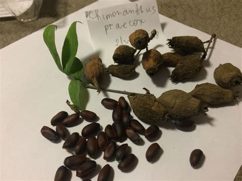 ბათუმის ბოტანიკური ბაღი Batumi Botanical Garden Home