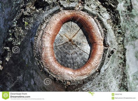 Pruning Techniques And Reasons Flashcards Quizlet