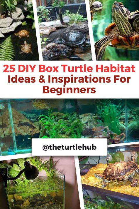Aquatic Turtle Habitat Artofit