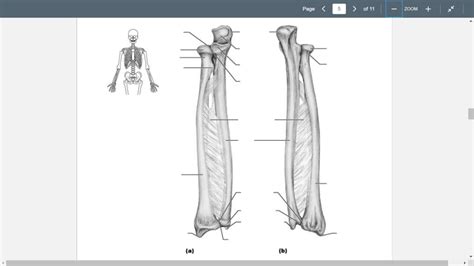Radius And Ulna Diagram Quizlet