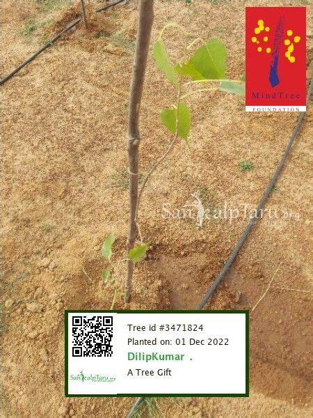 Ltimindtree Thankyou Environment Futurefastertogether Dilip Kumar