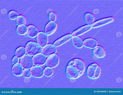 Saccharomyces Cerevisiae Yeasts Illustration 305668900