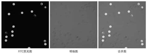 一种制备磁性聚合物微球的方法及其应用