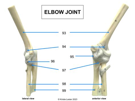 Lab 4 Review Elbow Joint Diagram Quizlet