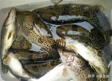 鱼菜高：饲料养殖鳜鱼的前景与发展趋势 知乎