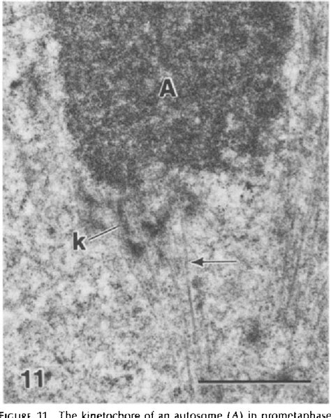 Figure 11 From Nonrandom Chromosome Segregation In Neocurtilla Gryllotalpa Hexadactyla An
