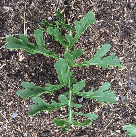 Tartar Bread Plant Cultivariable