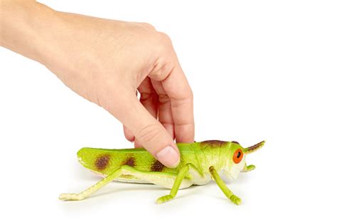 흰색 배경에 고립 손에 실리콘 장난감 메뚜기 자연 버그 게임입니다 개념에 대한 스톡 사진 및 기타 이미지 개념 곤충 귀뚜라미 곤충 Istock