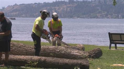 Mature Tree Removed After Crashing Down On Parkgoers Watch News Videos Online