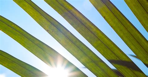 The Rise Of Biofuels Opportunities And Environmental Concerns