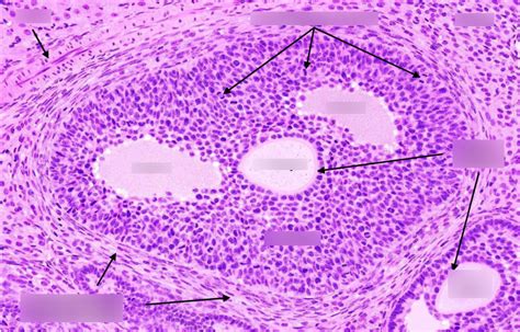 Ovary Slide Diagram Quizlet