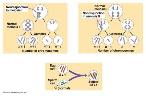 Quia Section 12 4 Mutations