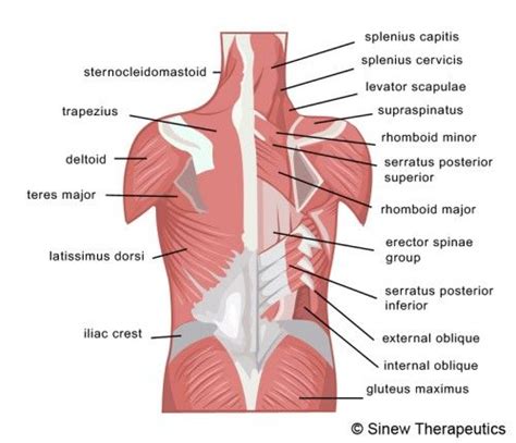 Lower Back Muscles Diagram