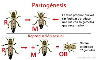 Biologia 2 Partenogènesis