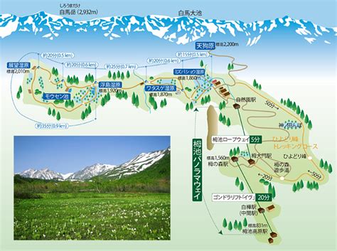夏の栂池高原自然園ガイドアクセスやおすすめグルメをご紹介 Skima信州