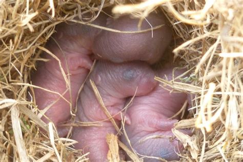 What Does A Vole Nest Look Like