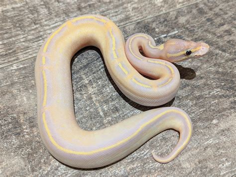 Banana Phantom Highway Ball Python By Texas Scale Exotics Morphmarket